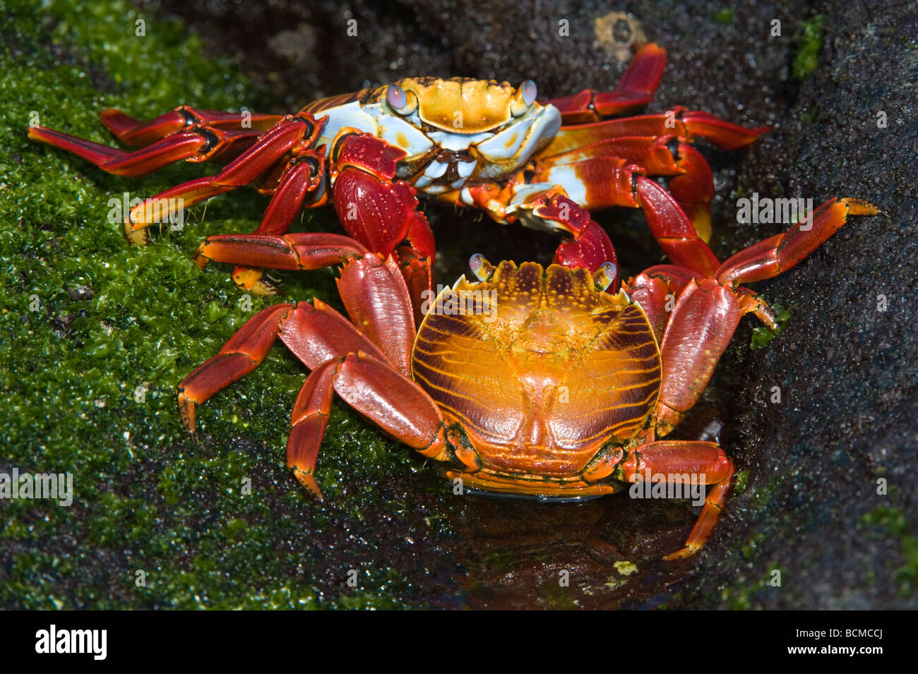 Sally lightfoot crabs Grapsus grapsus courtship behaviour Punta ...