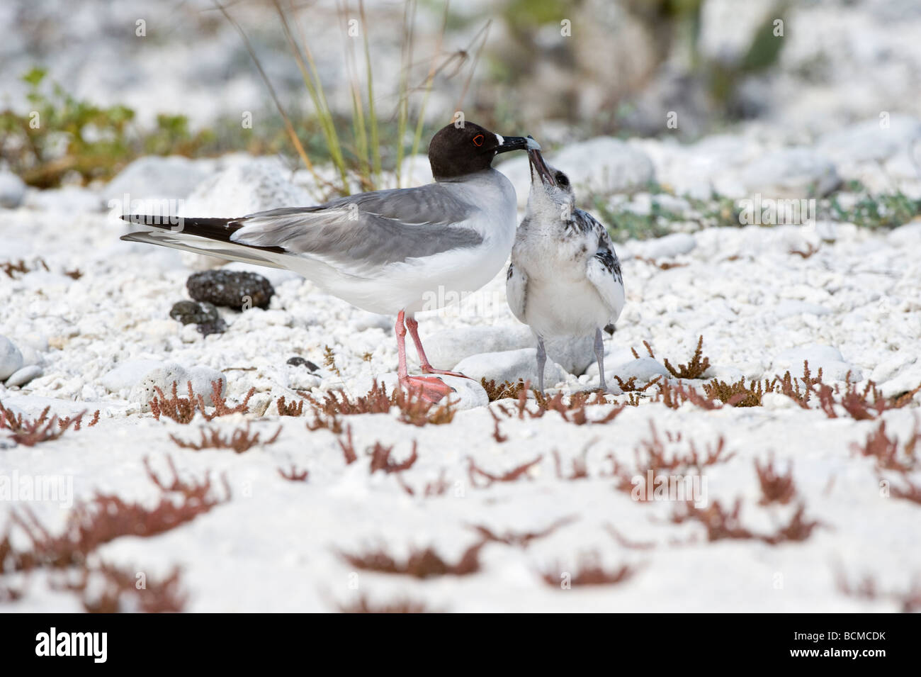 Begging animals birds hi-res stock photography and images - Alamy