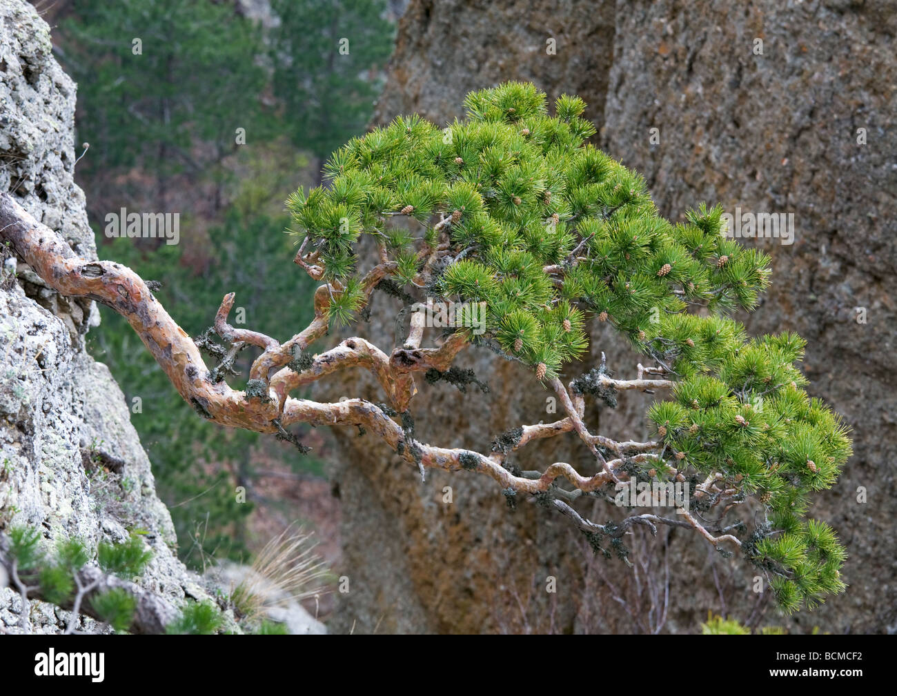 Upright mountain pine hi-res stock photography and images - Alamy