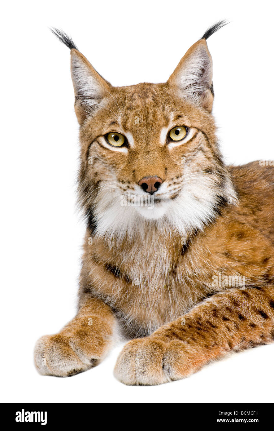 Lynx ears hi-res stock photography and images - Alamy