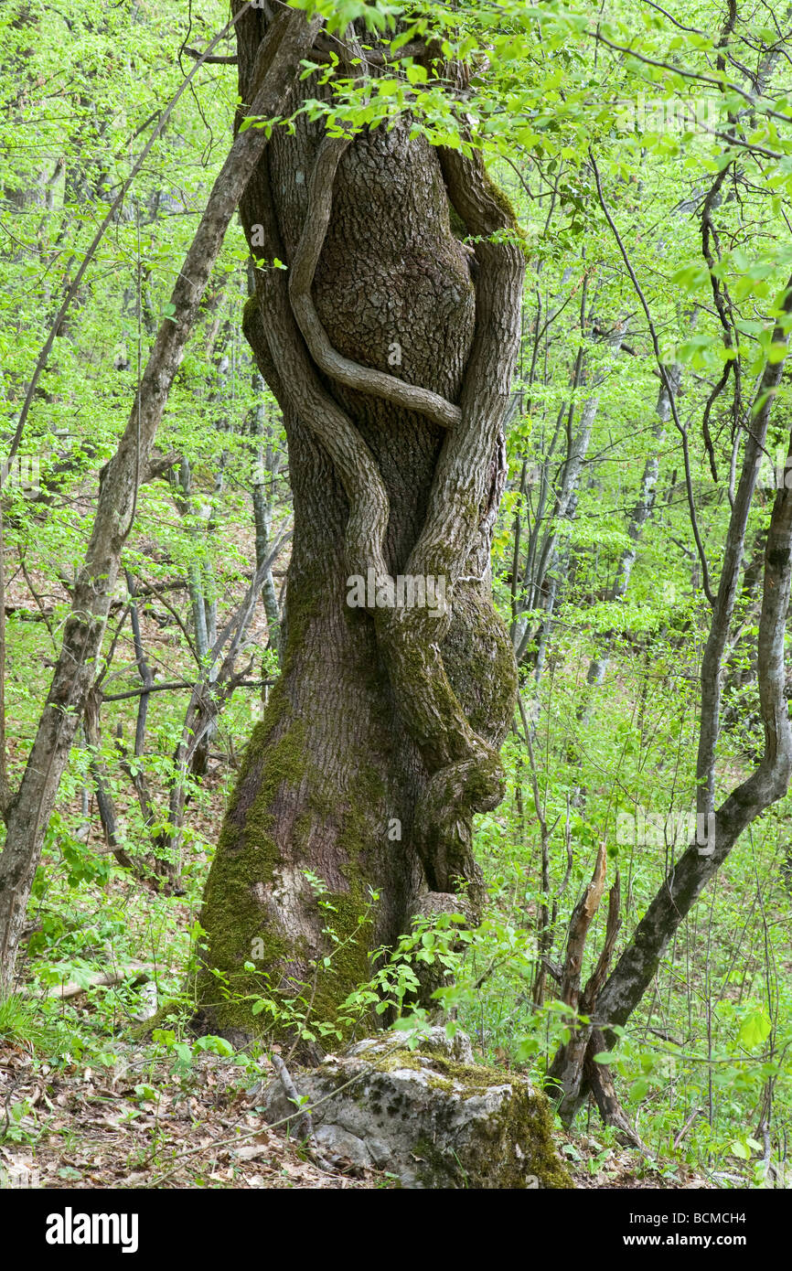 Intertwine trees hi-res stock photography and images - Alamy