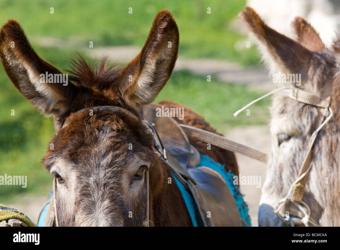 donkey near spring garden Stock Photo - Alamy