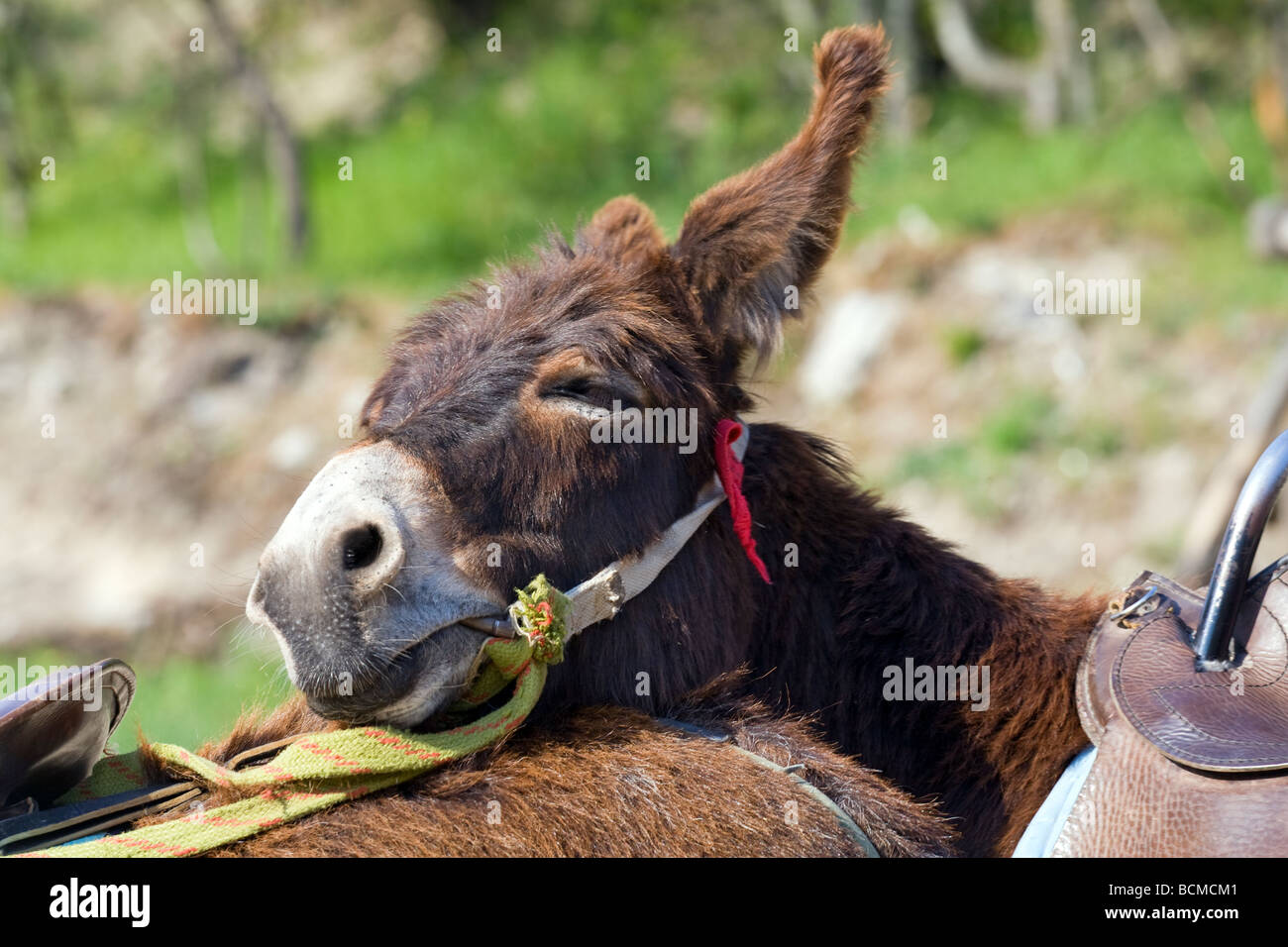 Donkey outdoor hi-res stock photography and images - Alamy