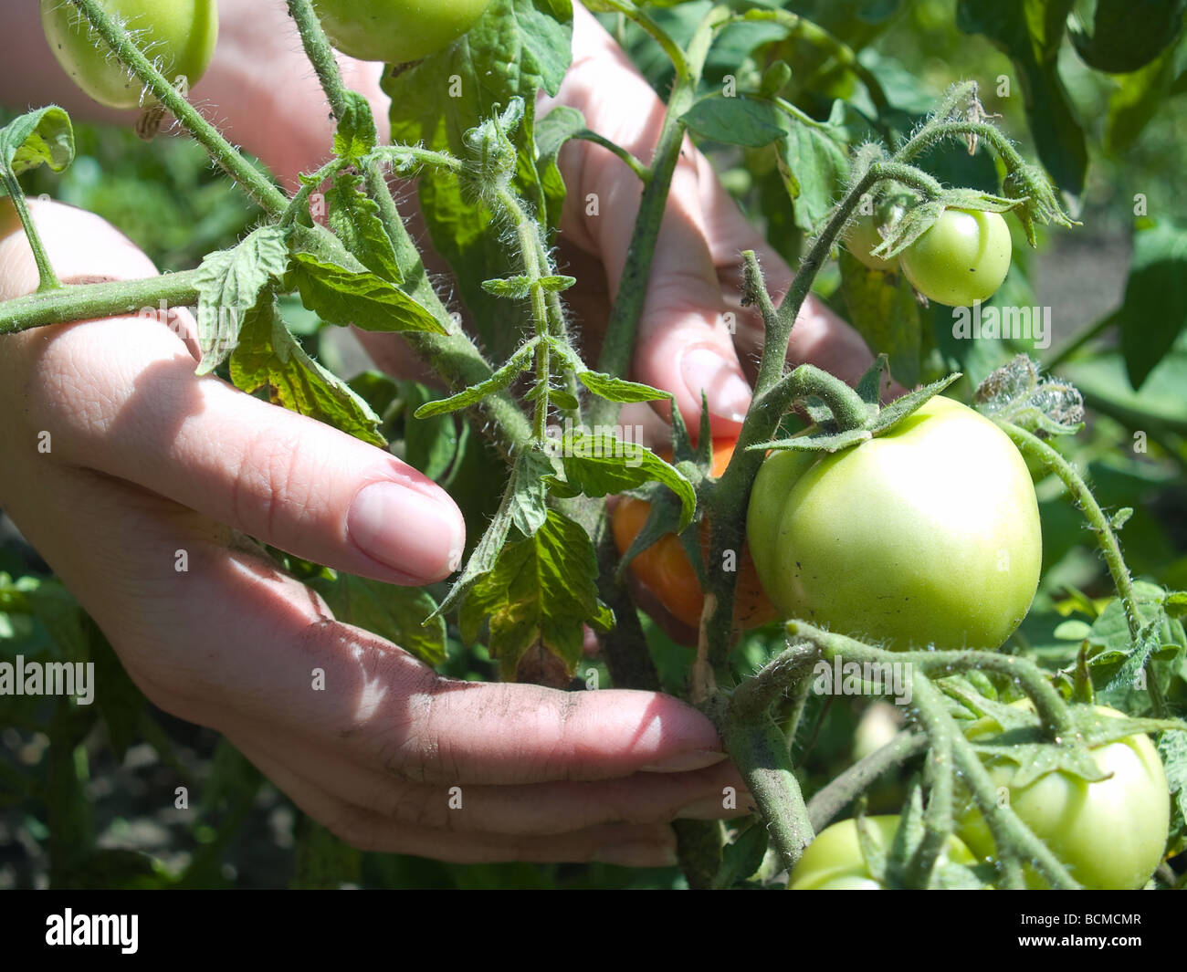 Tomato plant support hi-res stock photography and images - Alamy