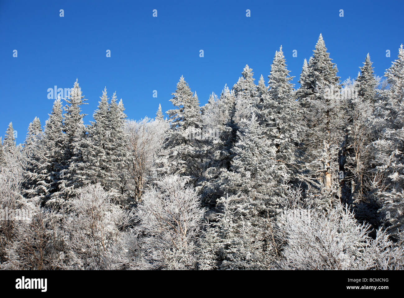 Pine trees snow slope hi-res stock photography and images - Alamy