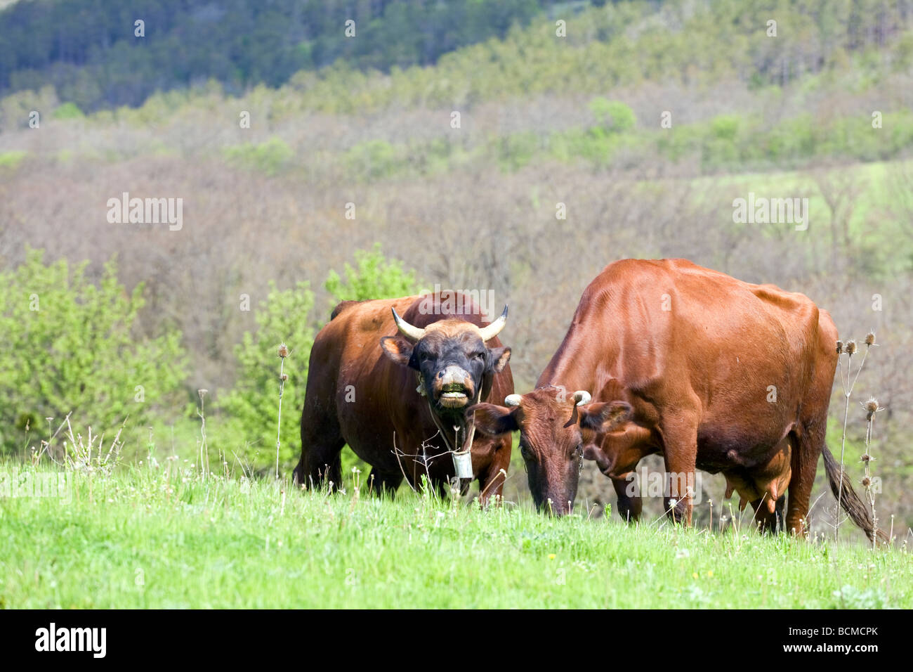 cow couple on mountain hill near village (angry bull Stock Photo - Alamy