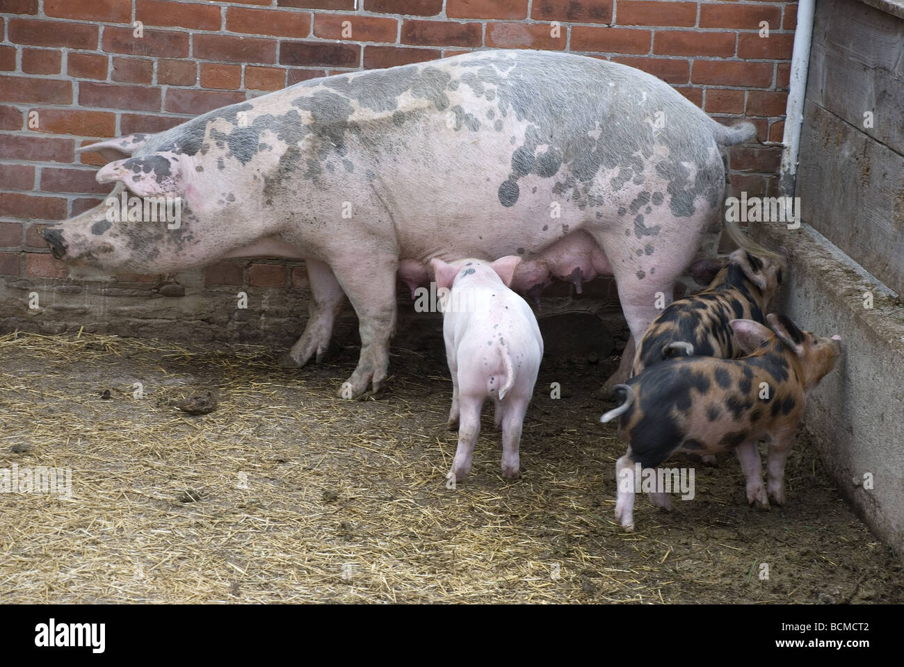 Fat Pig Stock Photos & Fat Pig Stock Images - Alamy