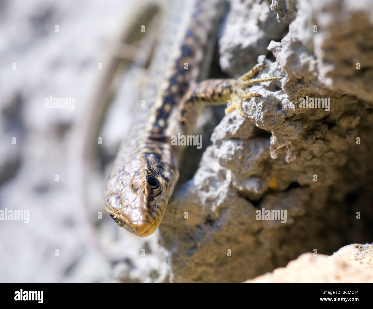 brown little lizard on stone Stock Photo - Alamy
