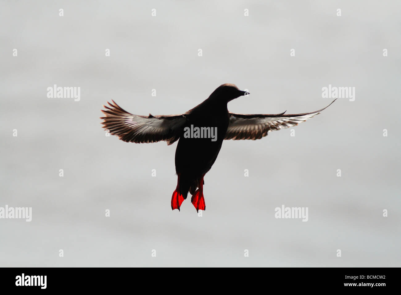 Flying guillemot over water hi-res stock photography and images - Alamy