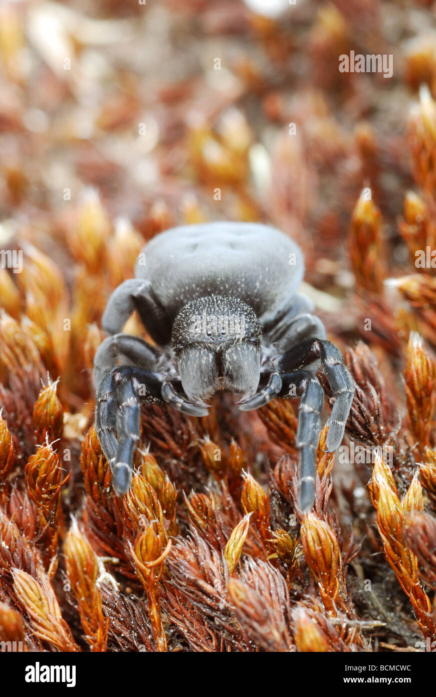 Female Ladybird Spider (Eresus sandaliatus) closeup Stock Photo - Alamy