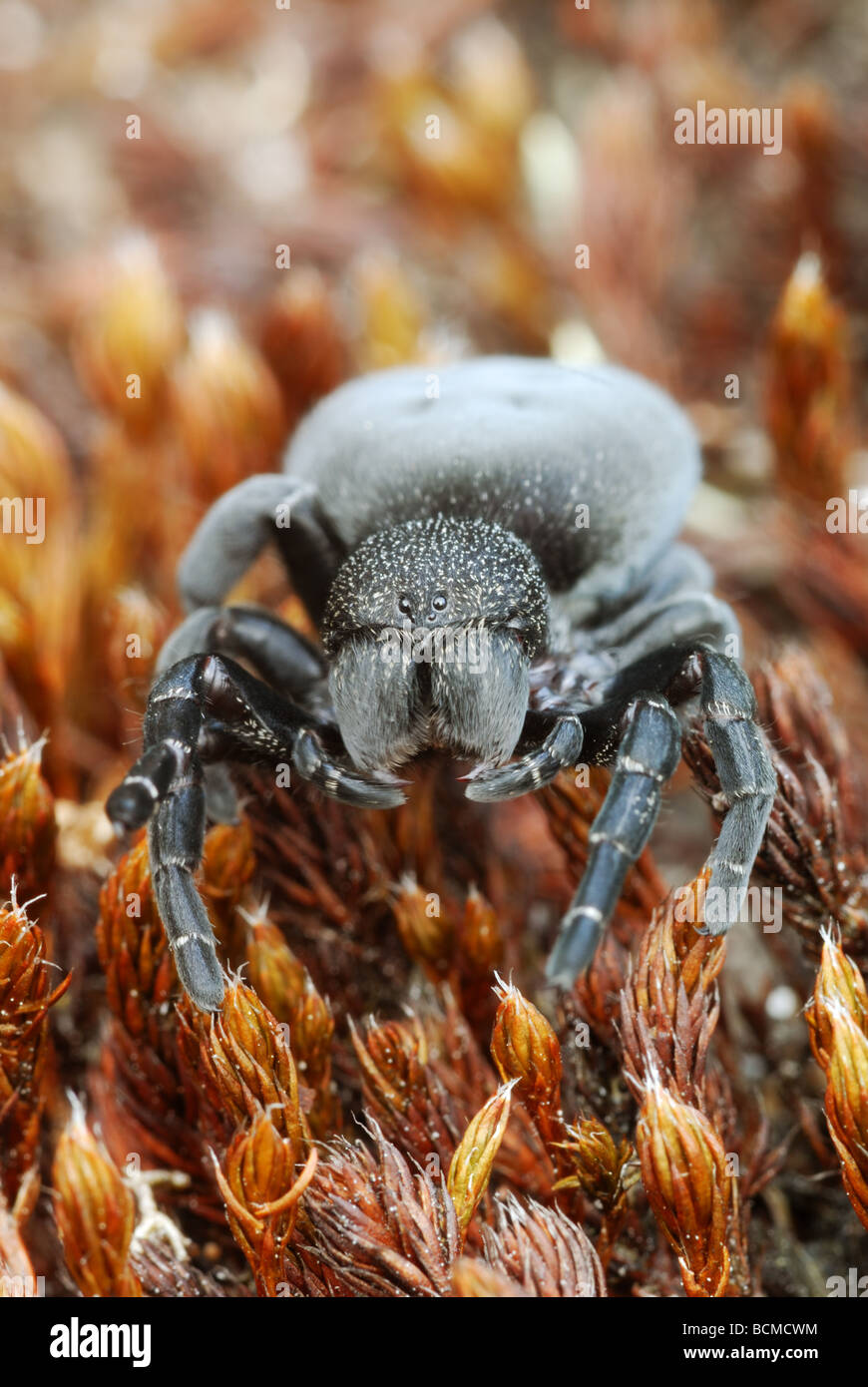 Female Ladybird Spider (Eresus sandaliatus) closeup Stock Photo - Alamy