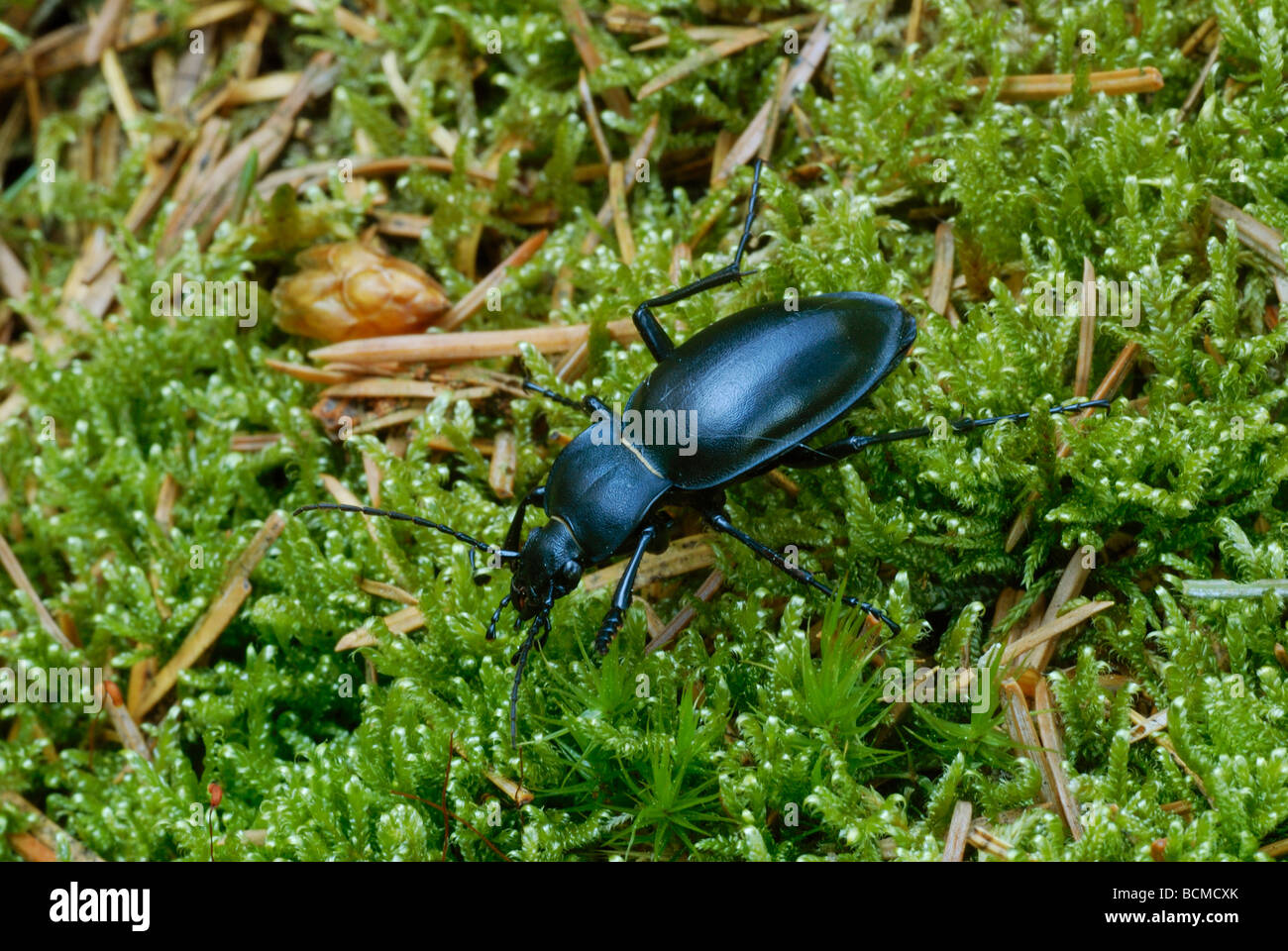 Ground beetle species Carabus glabratus Stock Photo - Alamy