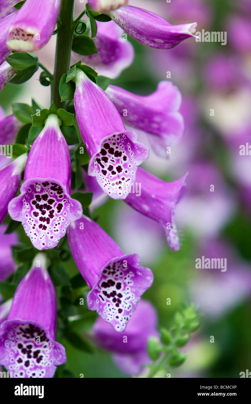 Vertical white flowers plant lilac hi-res stock photography and images ...