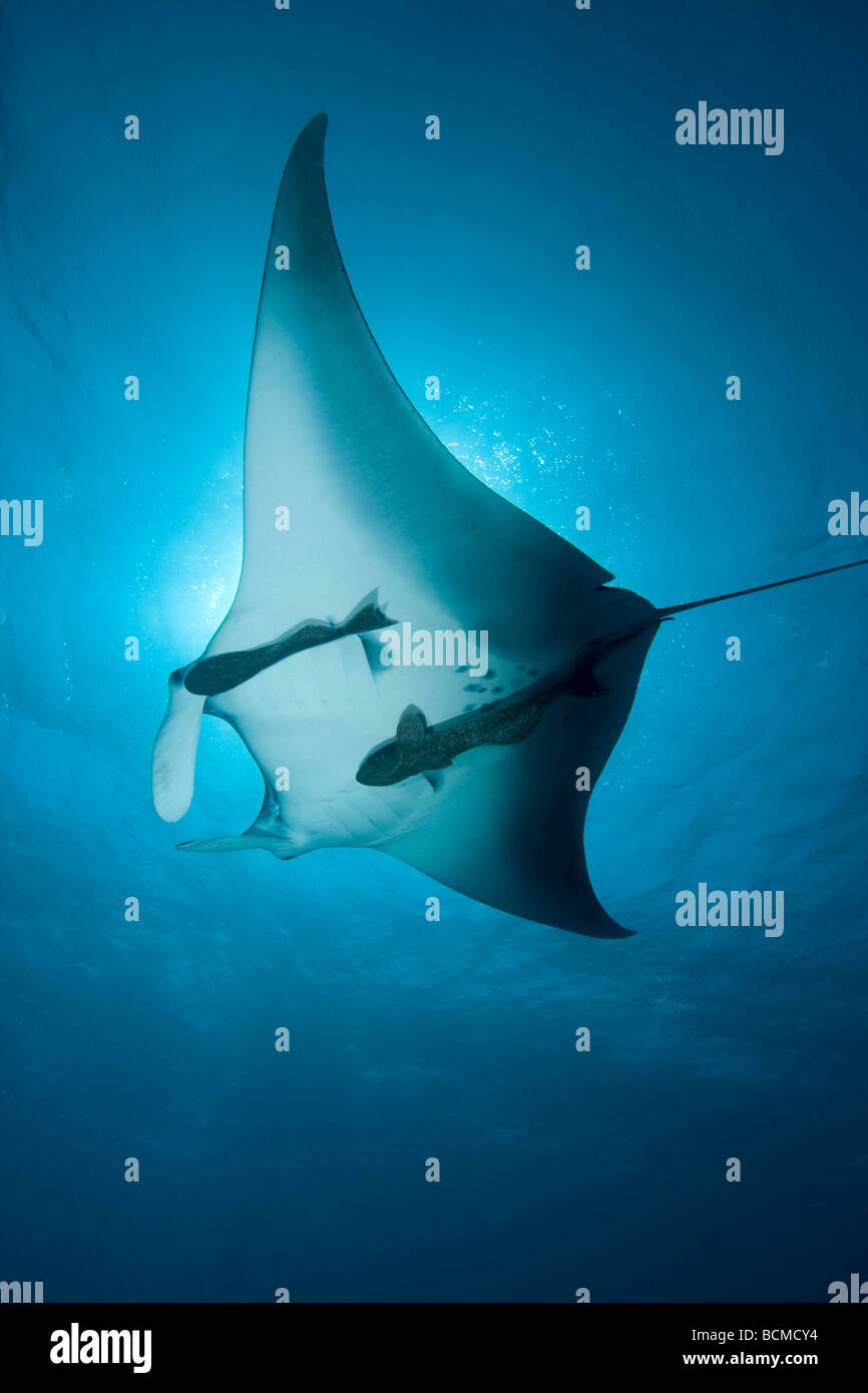 Black manta ray hi-res stock photography and images - Alamy