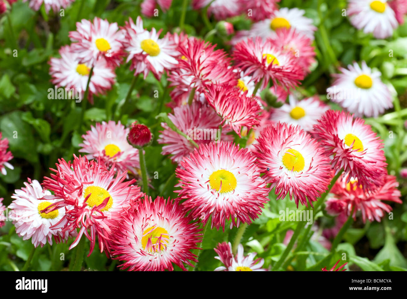 Plants of daisy with red-white flowers (spring background Stock Photo ...