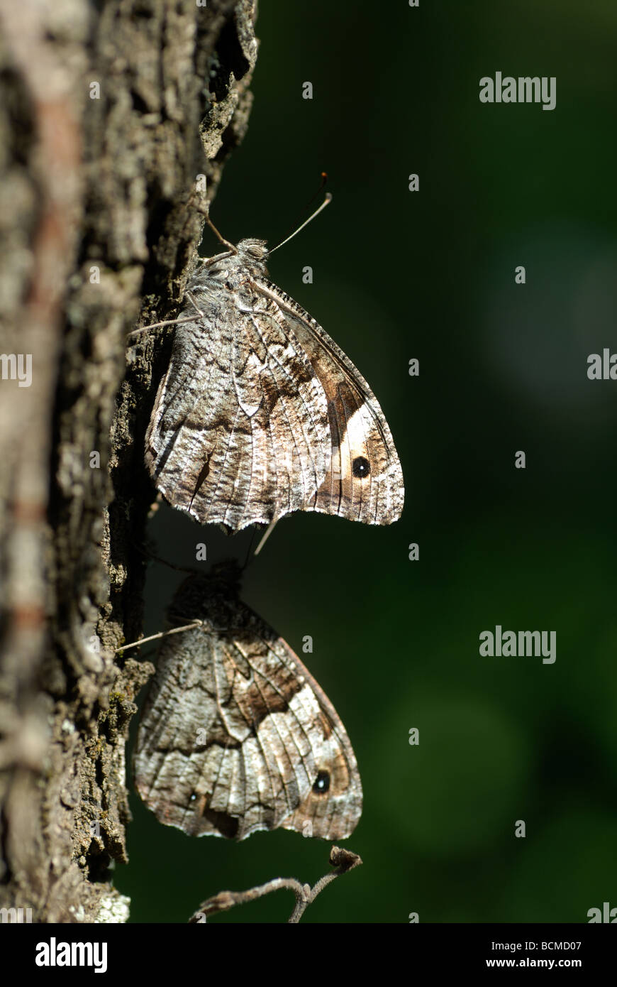 Rock grayling hi-res stock photography and images - Alamy