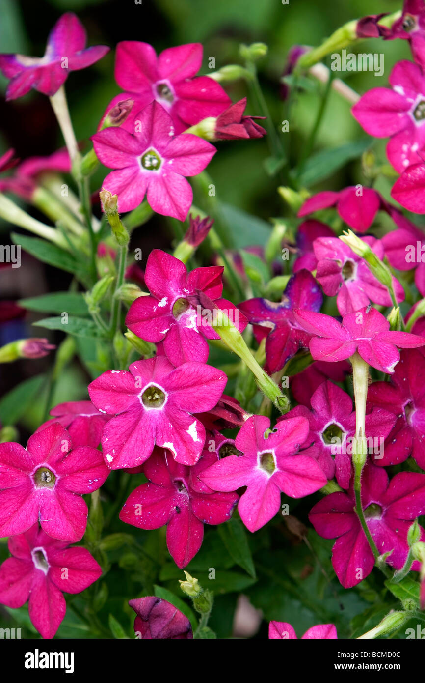 Tobacco Flower also known as Flowering Tobacco Stock Photo - Alamy