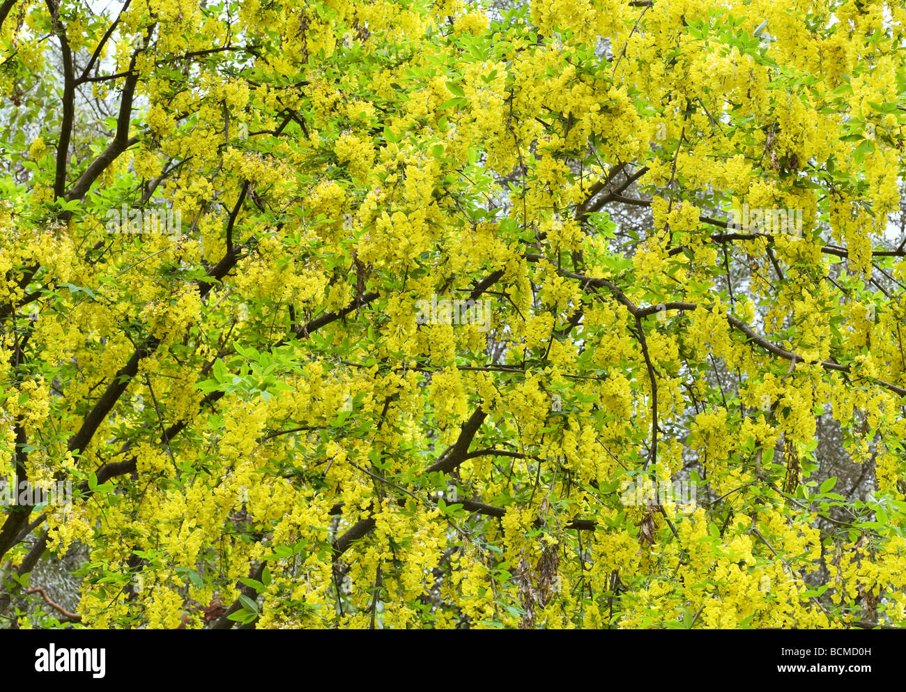 blossom spring tree with yellow flowers (nature background Stock Photo ...