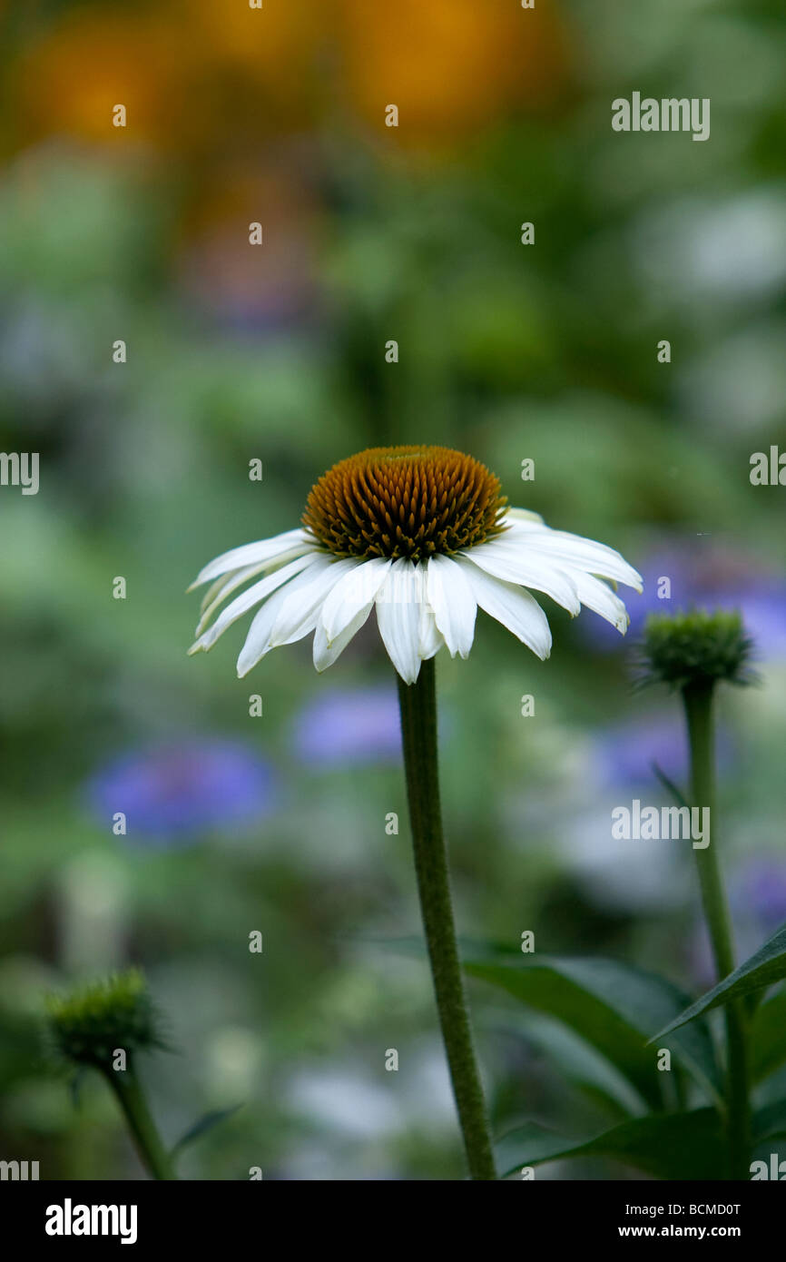 White Cone Flower Stock Photo - Alamy