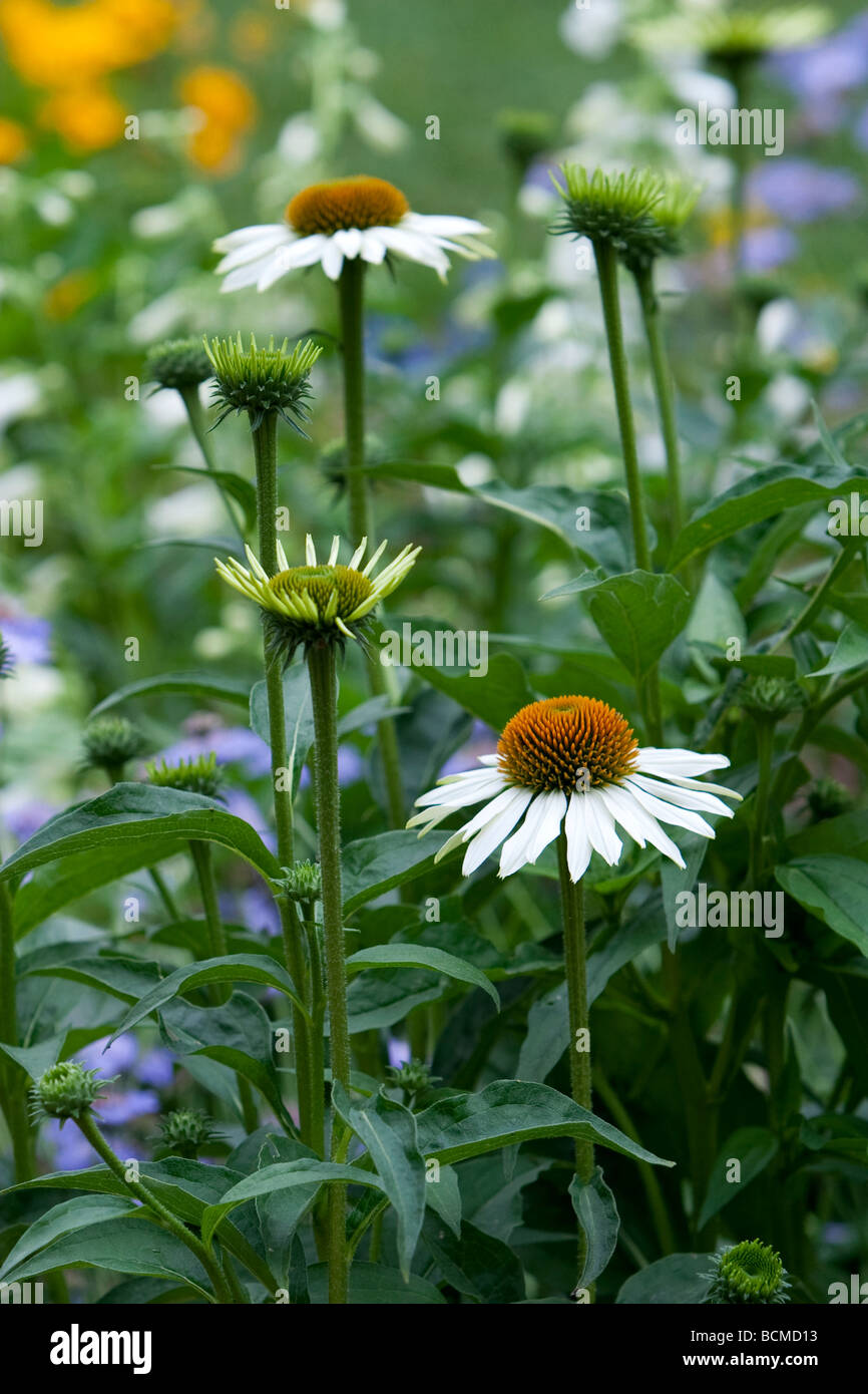 White Cone Flower Stock Photo - Alamy