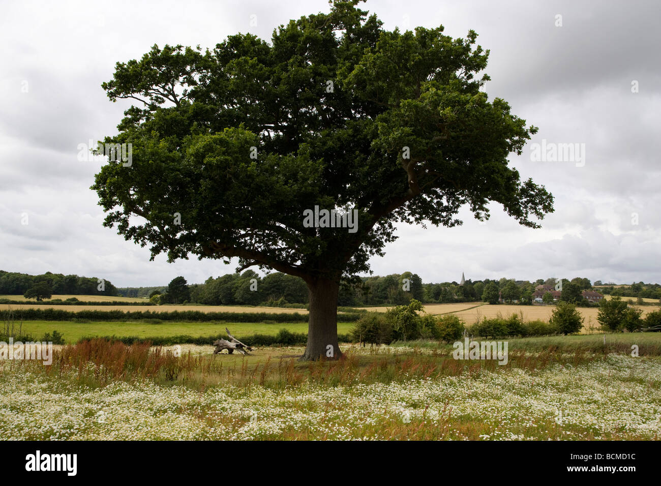 An Oak Tree in English Countryside Stock Photo - Alamy