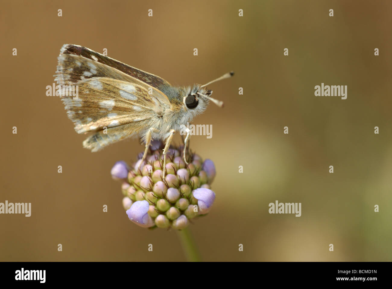 Orbed Red-underwing Skipper, Hungarian Skipper (Spialia orbifer Stock ...