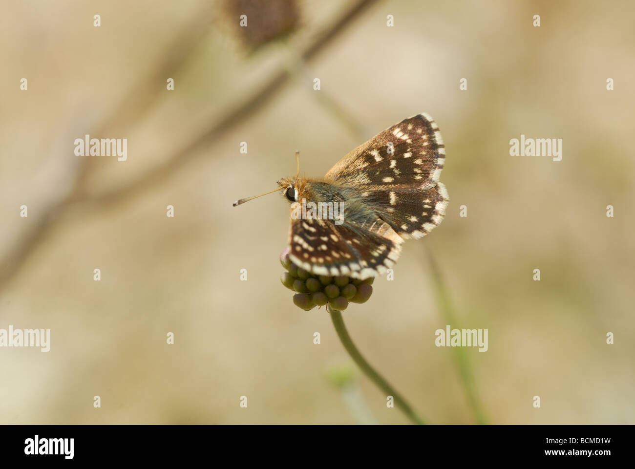 Orbed skipper hi-res stock photography and images - Alamy