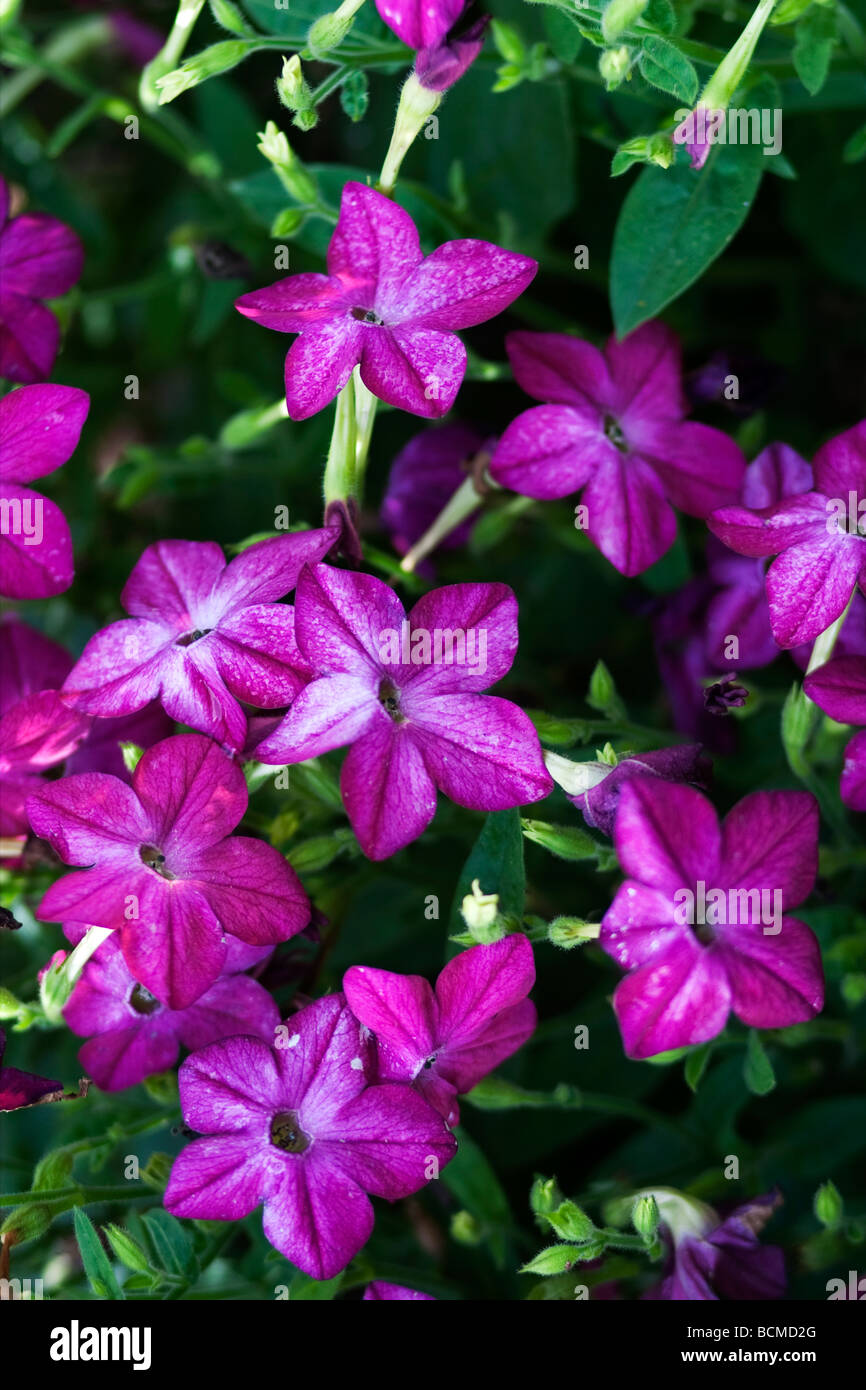 Tobacco Flower also known as Flowering Tobacco Stock Photo - Alamy