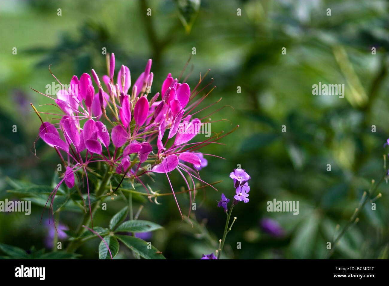 Pink Cleome Flower also known as Spider Flower Stock Photo - Alamy
