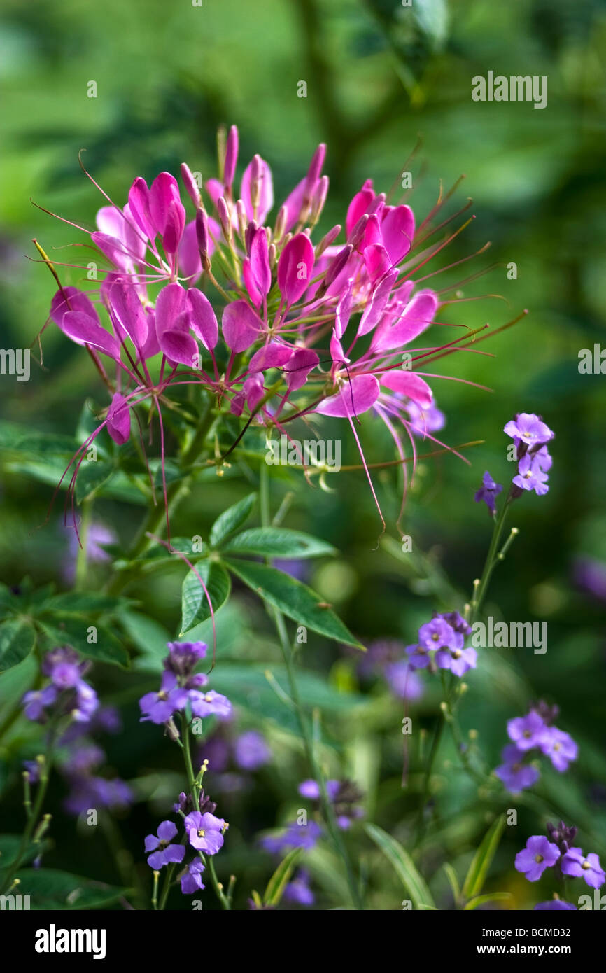 Pink Cleome Flower also known as Spider Flower Stock Photo - Alamy