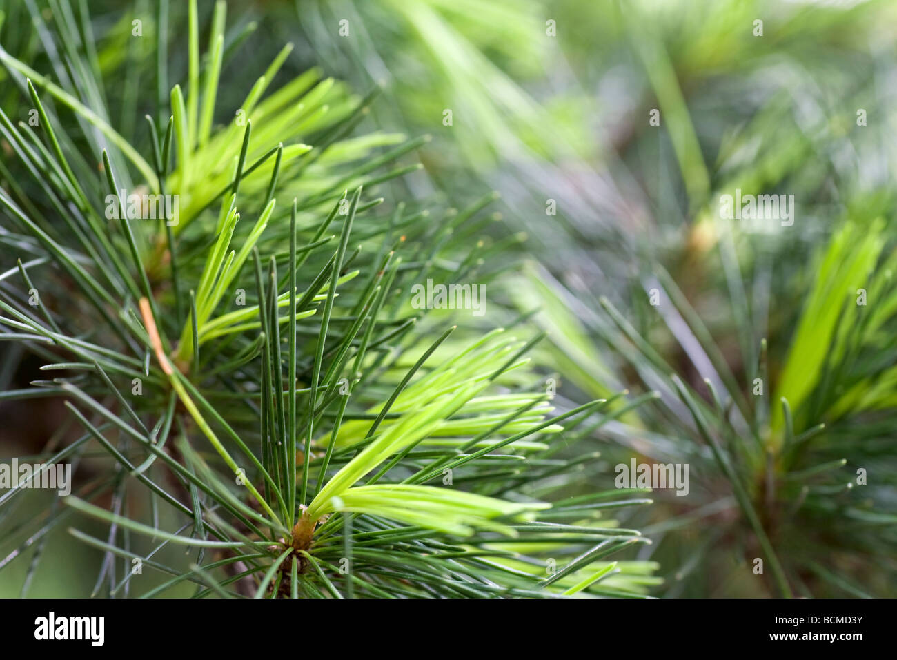 twigs of pine conifer tree (nature background Stock Photo - Alamy