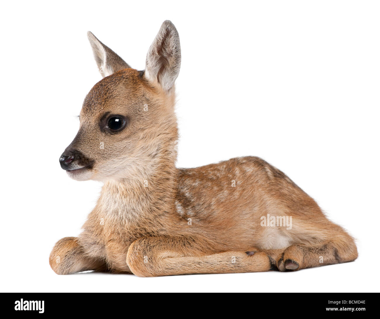 Roe deer Fawn lying down, Capreolus capreolus, 15 days old, in front of ...