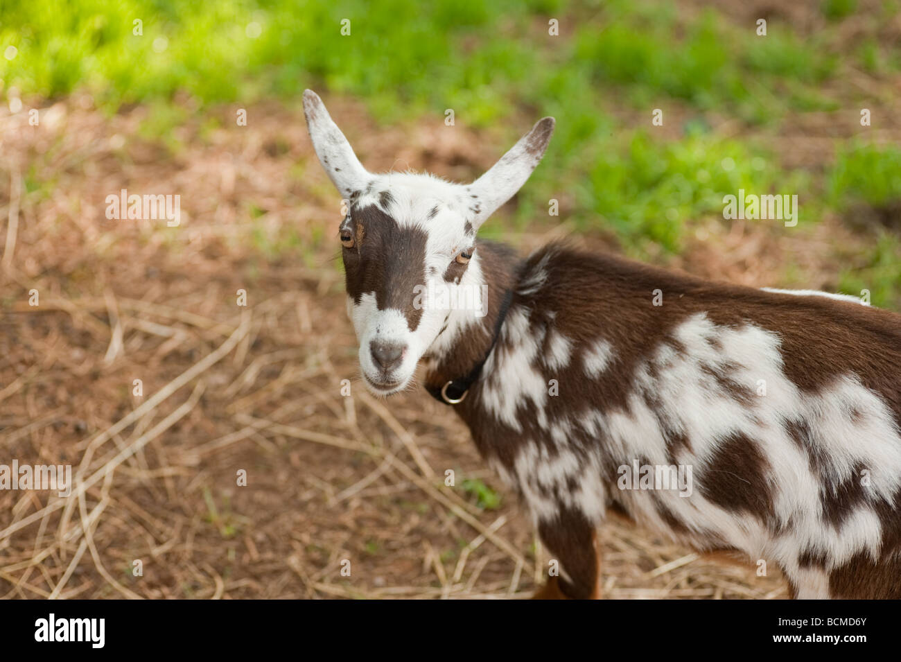 brown and white pygmy goat standing in the pasture looking at camera ...