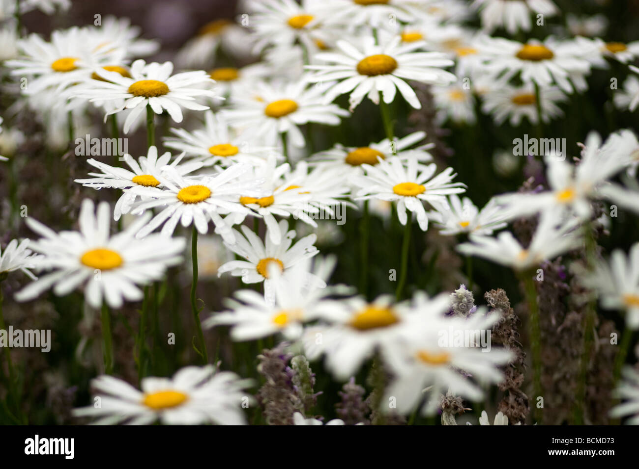 White Shasta Daisy Flowers Stock Photo - Alamy
