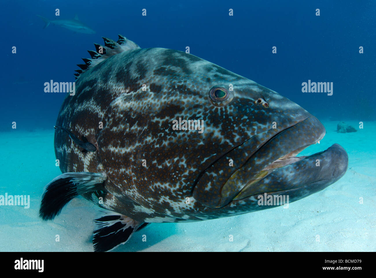 Juvenile Black Grouper