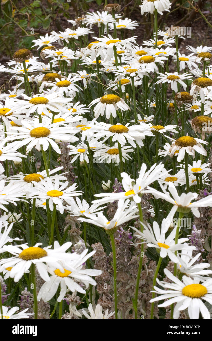 White Shasta Daisy Flowers Stock Photo - Alamy