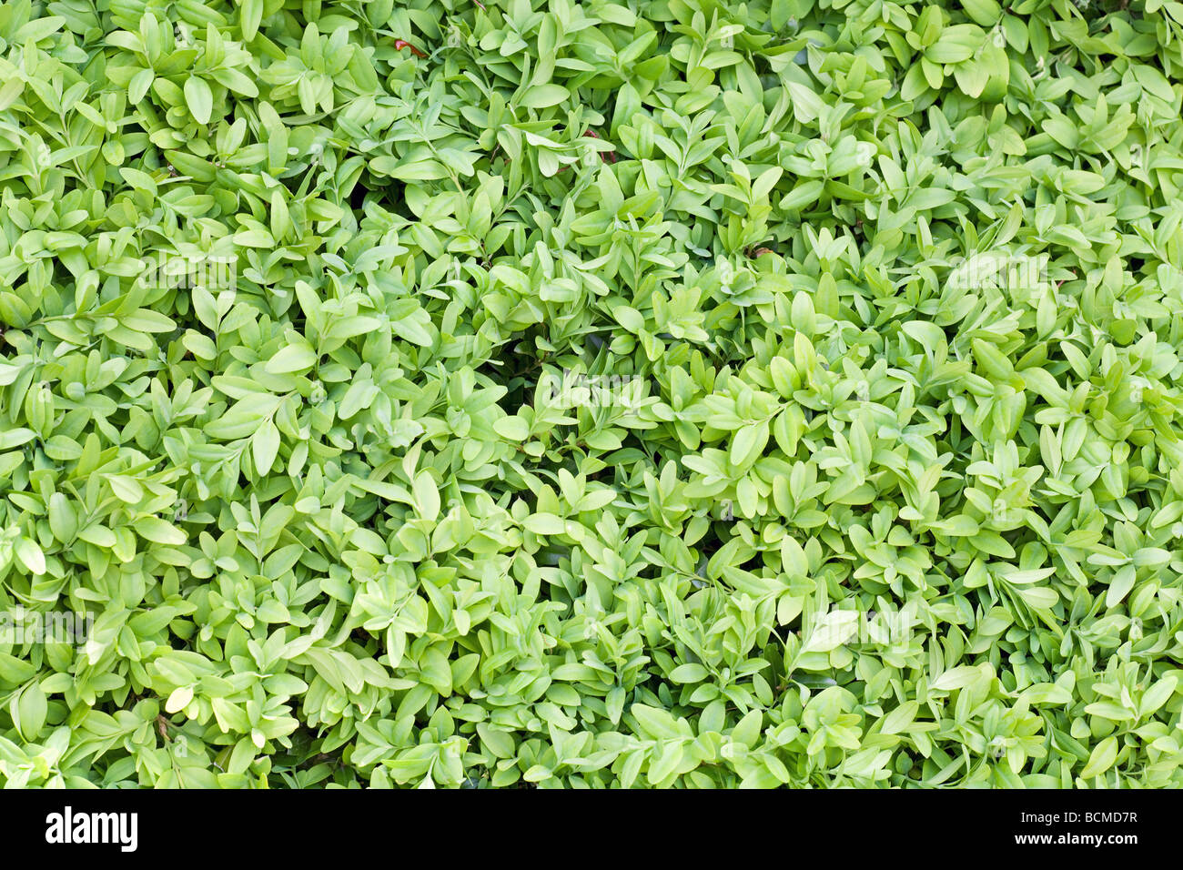 green spring bush in park (nature background Stock Photo - Alamy
