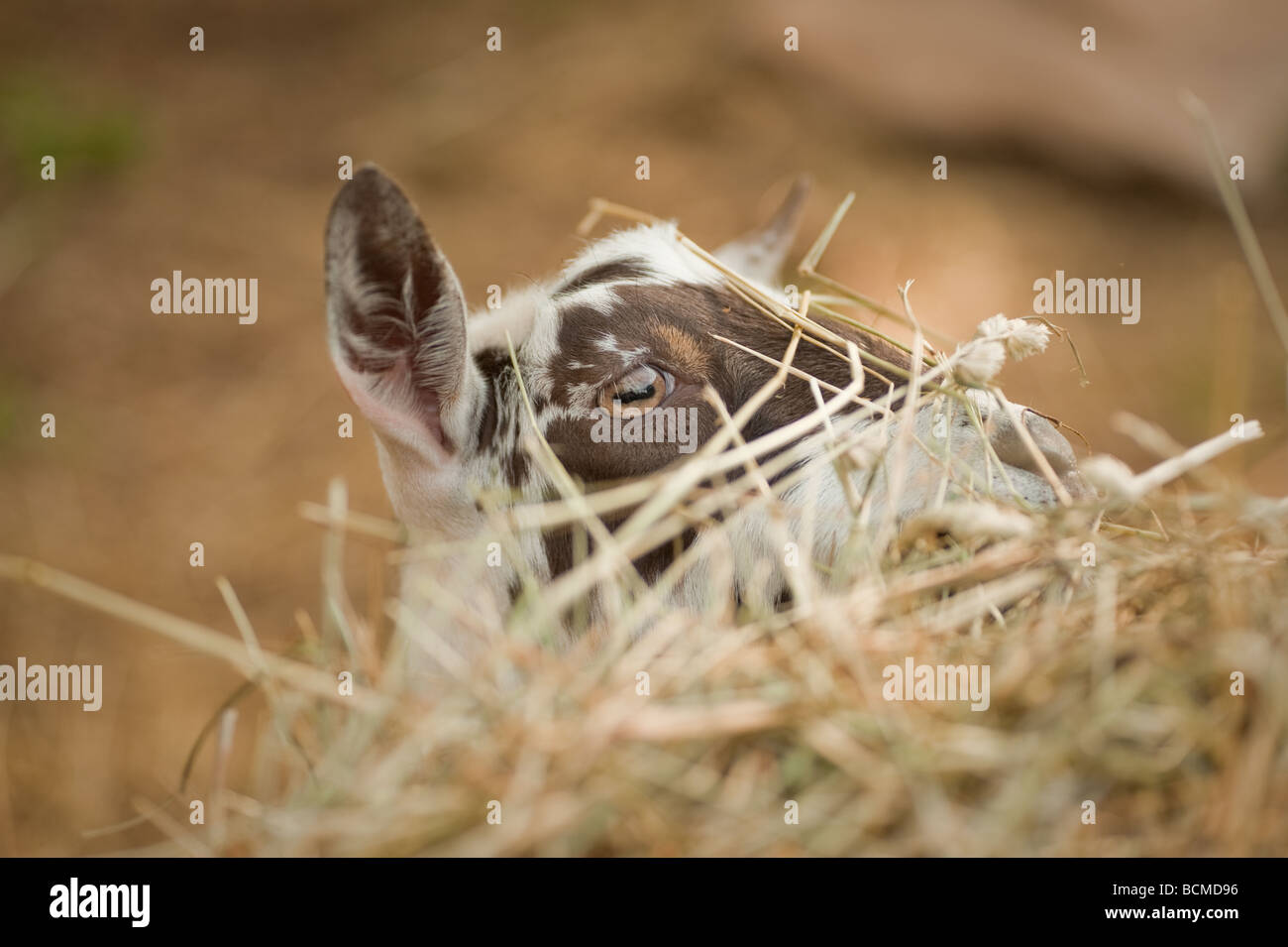 close up image of a brown and white pygmy goat eating hay Stock Photo ...