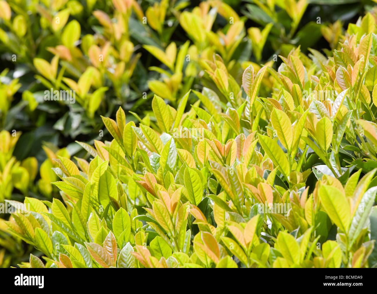 green spring bush in park (nature background Stock Photo - Alamy