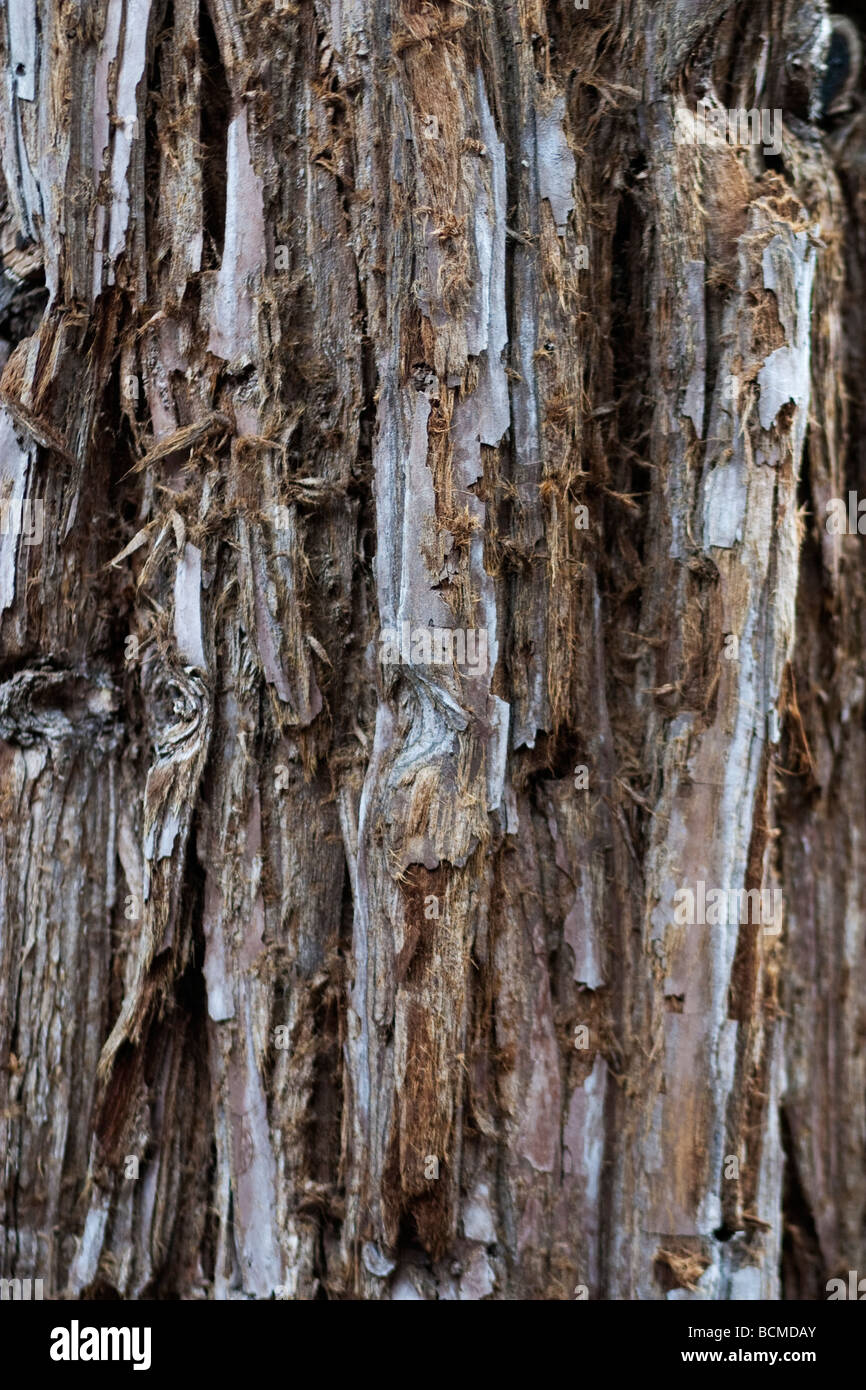 Bark detail coast redwood tree hi-res stock photography and images - Alamy