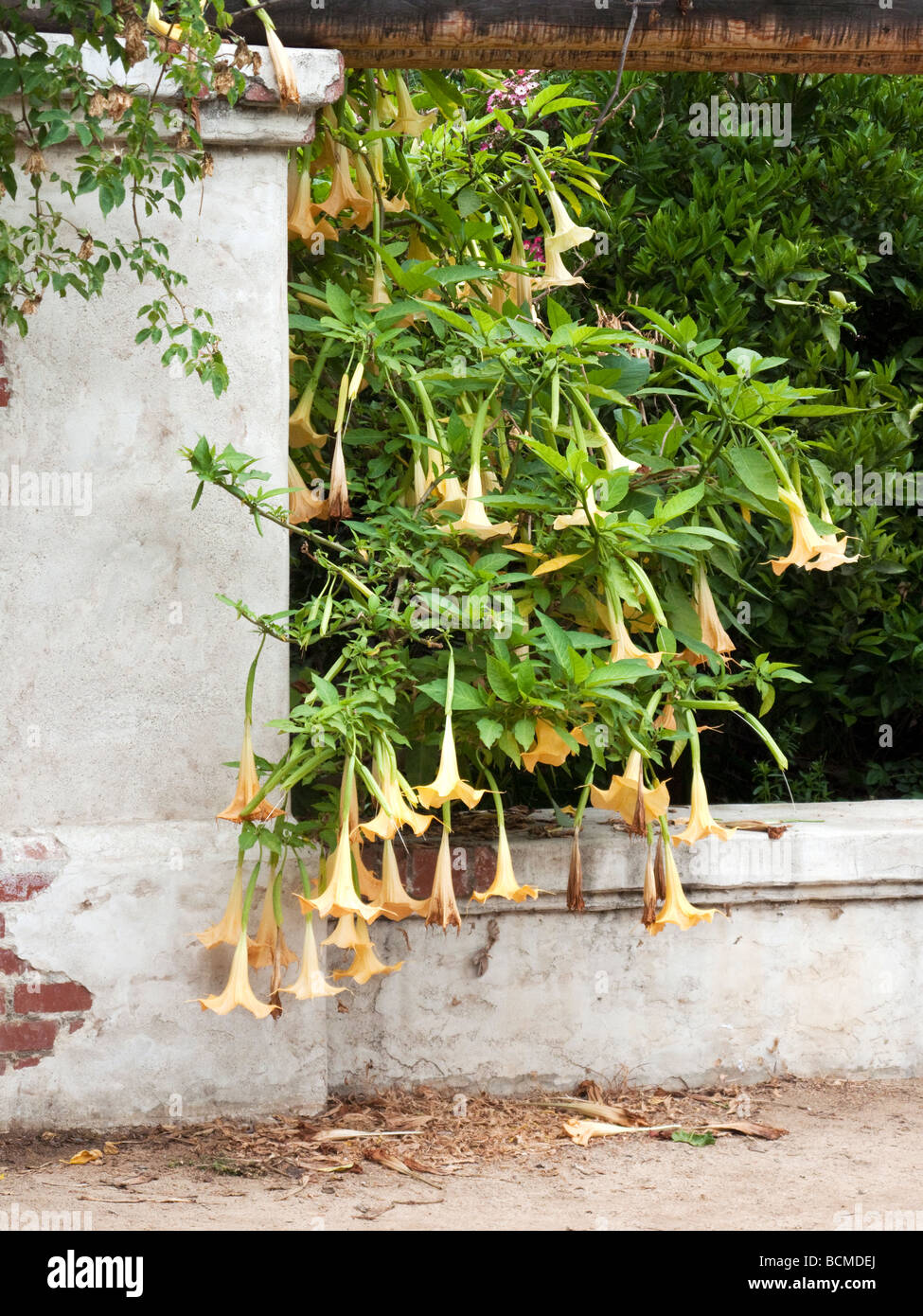 Angel's Trumpet Flowers Stock Photo - Alamy