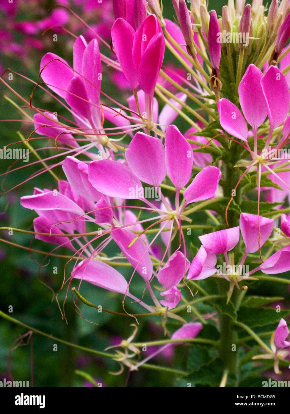 Pink Cleome Flower also known as Spider Flower Stock Photo - Alamy