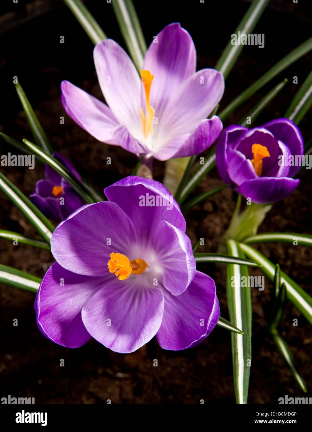 Potted crocus hi-res stock photography and images - Alamy