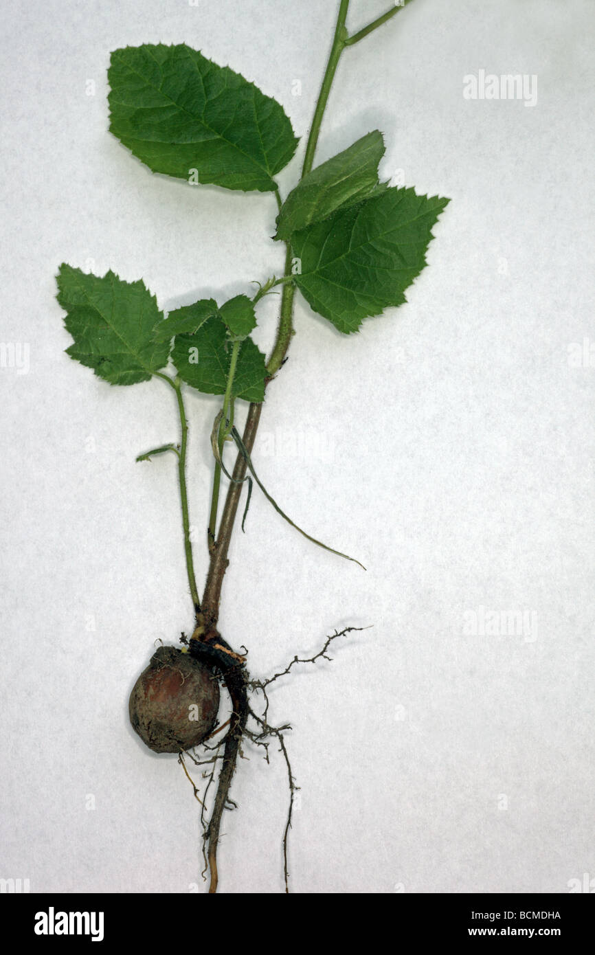Hazelnut shoot with roots and young fresh leaves on white background ...