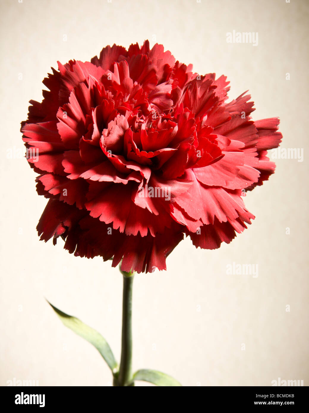 Red Carnation (Dianthus Stock Photo - Alamy