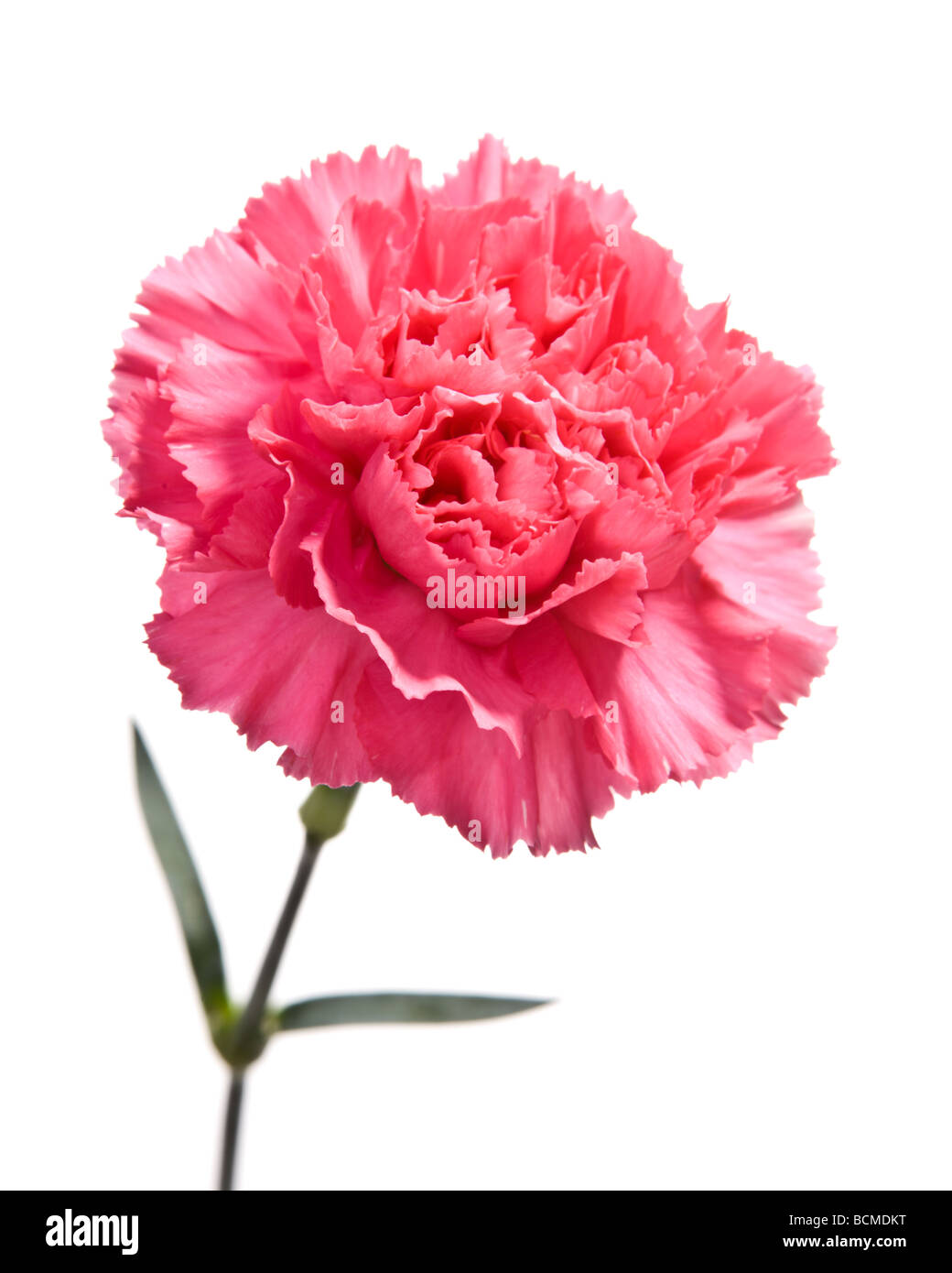 Pink Carnation (Dianthus Stock Photo - Alamy