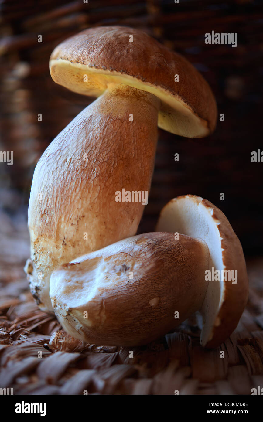 Fresh woodland Ceps - wild mushrooms Stock Photo - Alamy