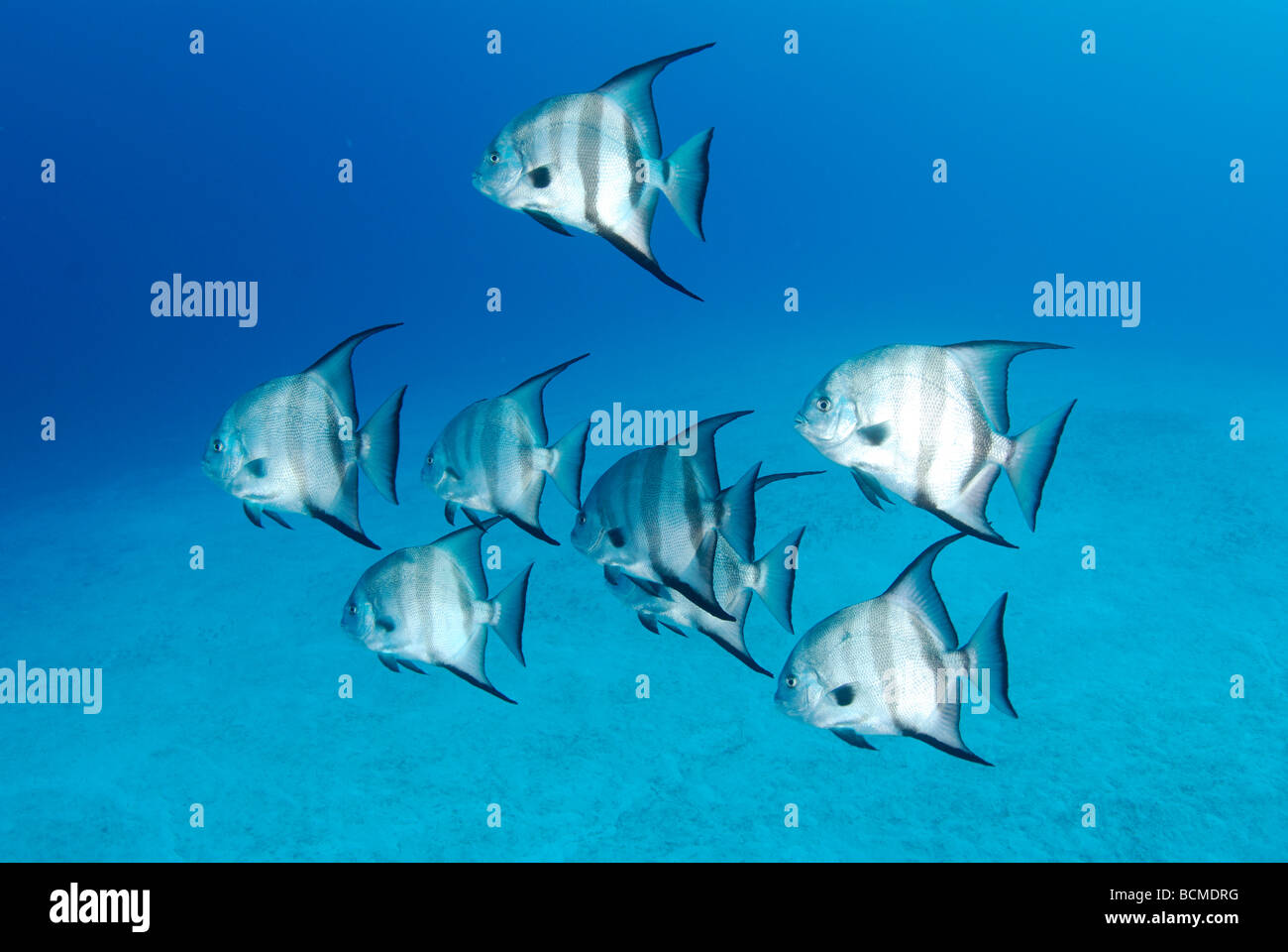 Spadefish school hi-res stock photography and images - Alamy