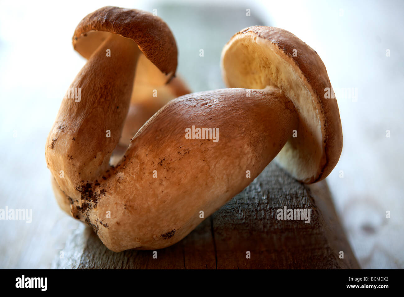 Fresh woodland Ceps - wild mushrooms Stock Photo - Alamy