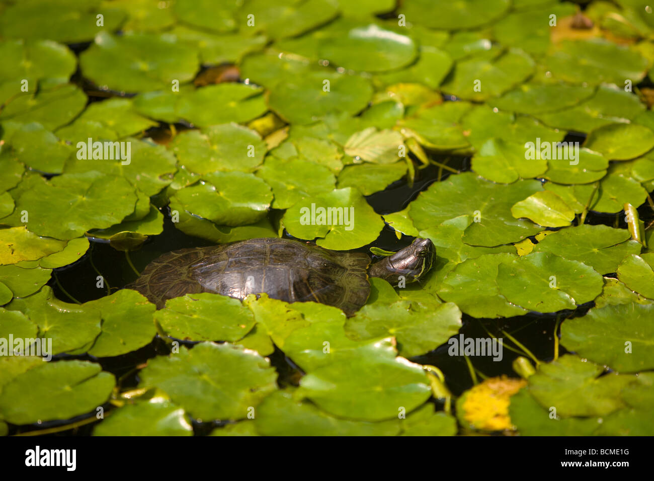 Swamp turtle hi-res stock photography and images - Alamy
